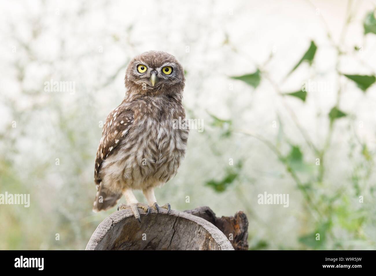 Little owl (Athene noctua), young bird standing on a tree stump, Danube ...