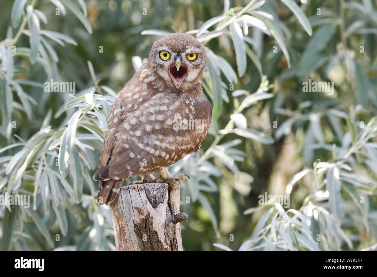 Little owl (Athene noctua), young bird standing on post, calling ...