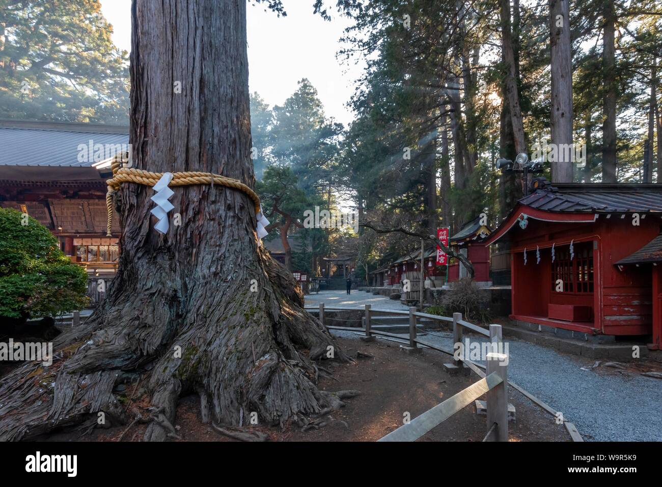 Saint Tree, Kitaguchi-hongu Fuji Sengen Shrine, Shinto Shrine ...