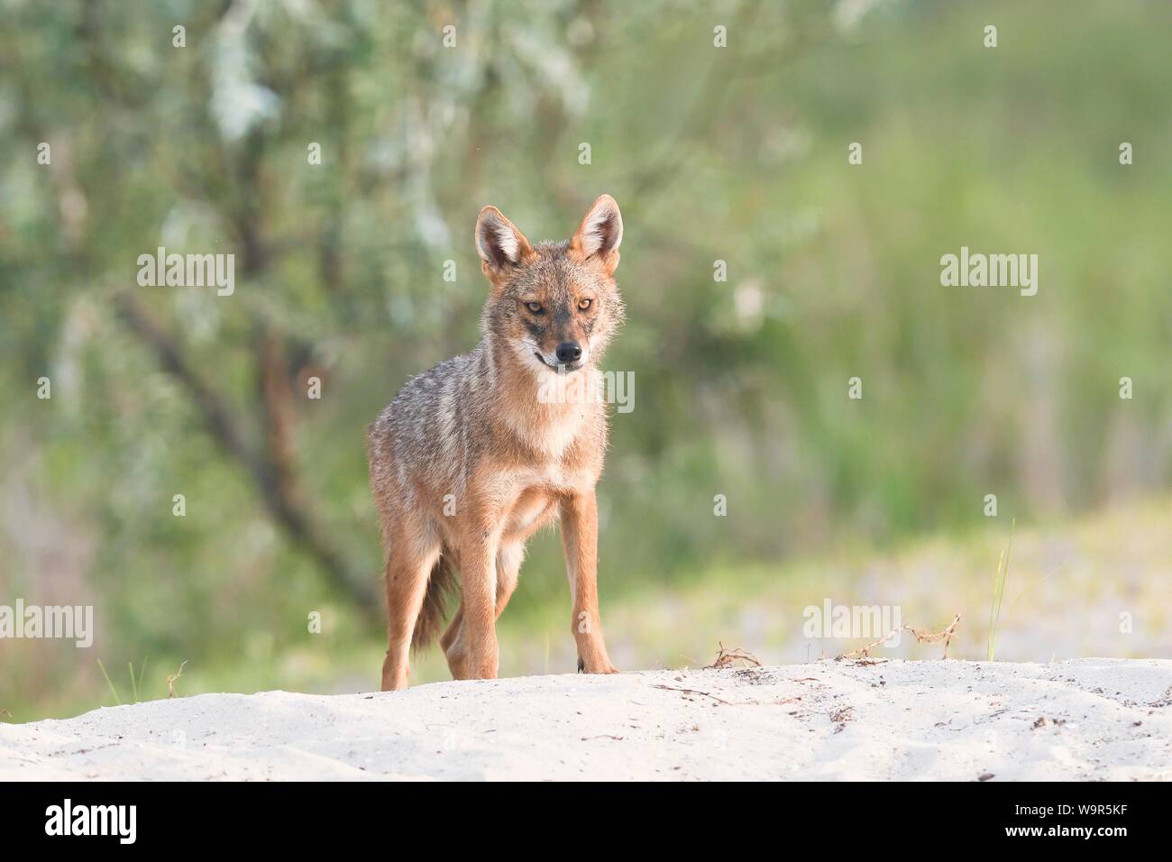 Golden jackal (Canis aureus), Danube Delta, Romania Stock Photo - Alamy