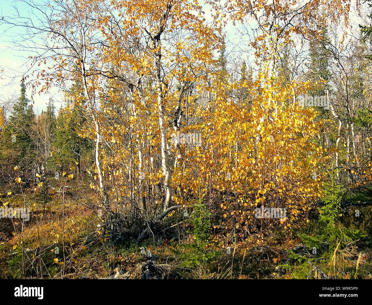 Autumn forest. The leaves of the grass and the trees turned yellow and ...