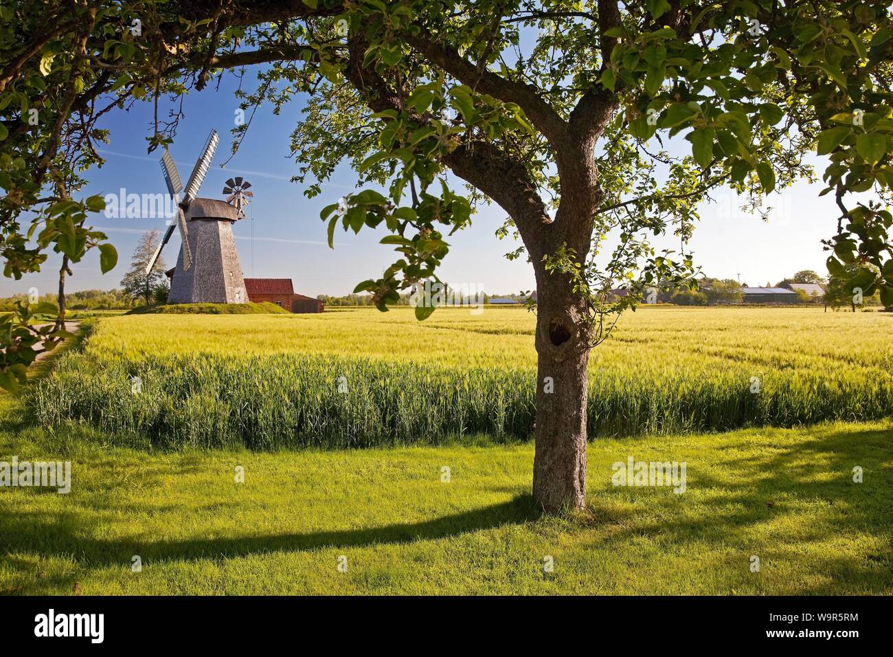 Grainfield wind not person not energy hi-res stock photography and ...
