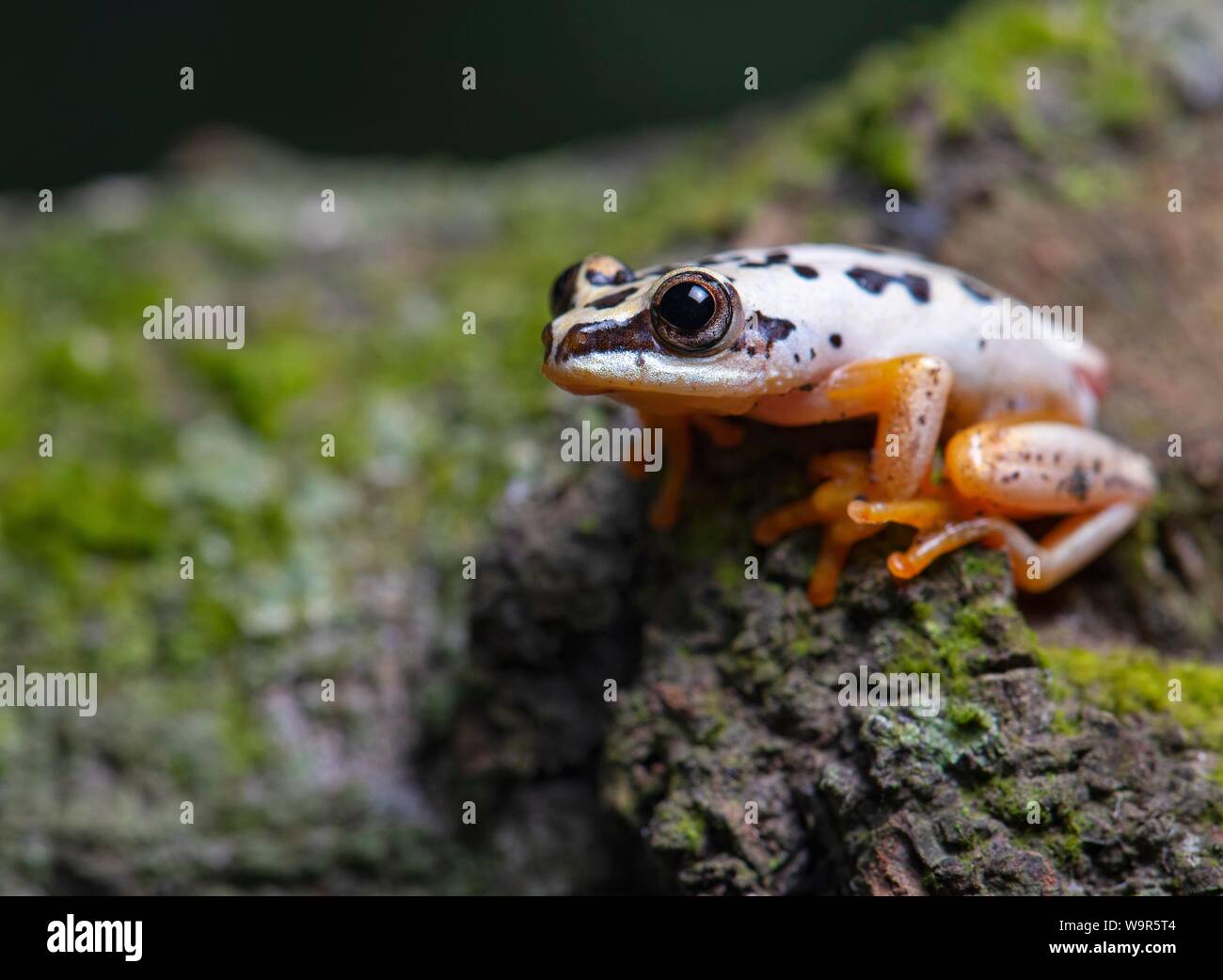 Variabilis hi-res stock photography and images - Alamy
