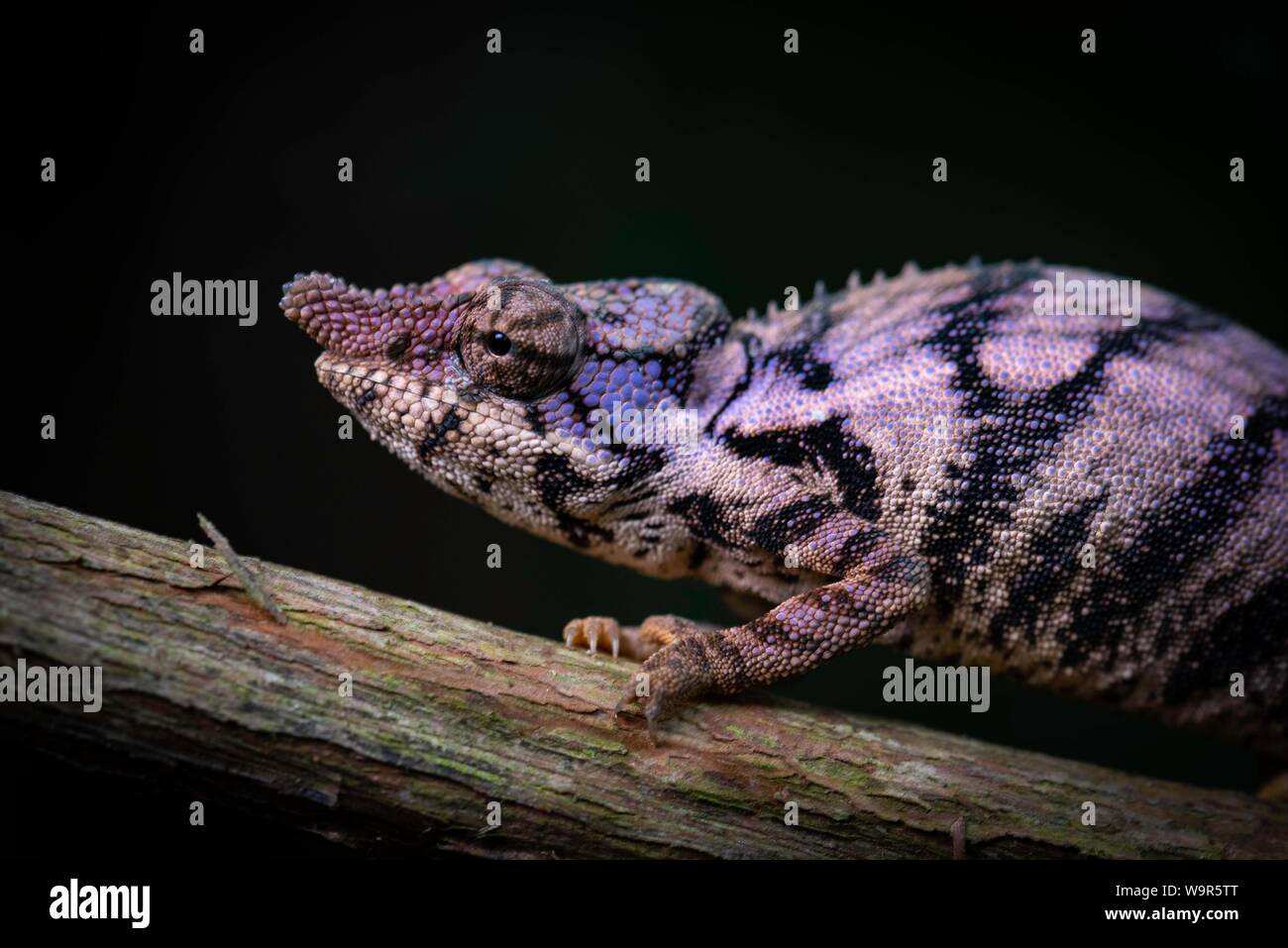 Rhinoceros chameleon (Furcifer rhinoceratus), in gestational coloration ...