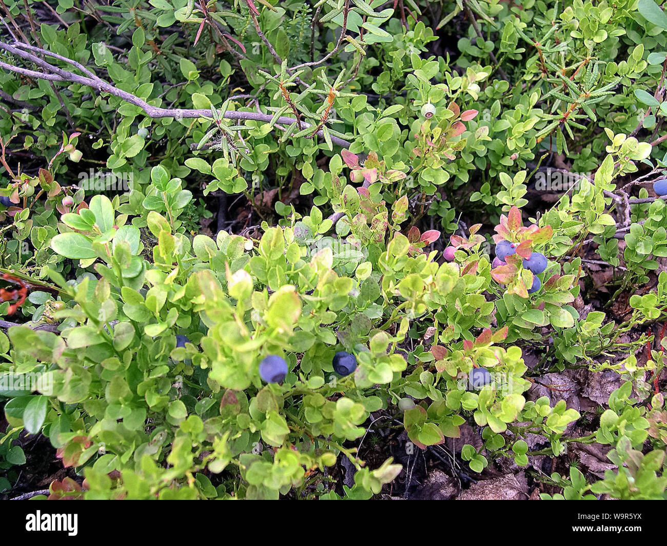 Blue berries of blueberries on the bushes. Berries in the tundra Stock ...