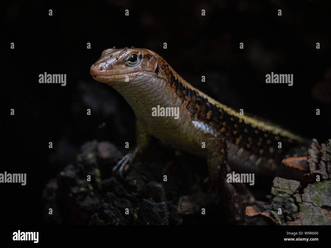 Wide-tailed zonosaur (Zonosaurus laticaudatus), Ankarafantsika National ...