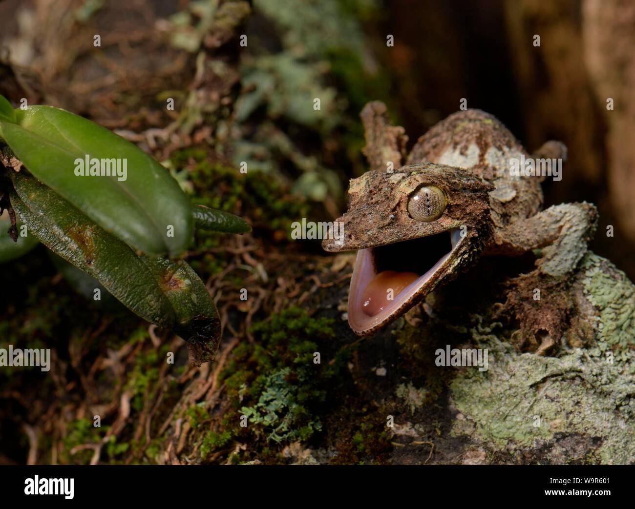 Flat tailed gecko uroplatus sikorea with open mouth hi-res stock ...