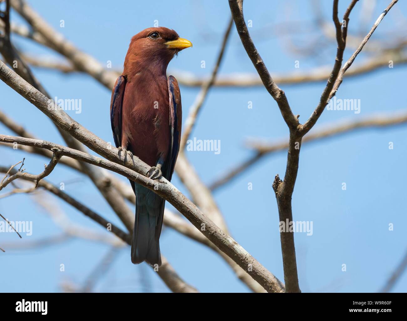 Broad Billed Roller (Eurystomus glaucurus) in Tsingy de Bemaraha ...