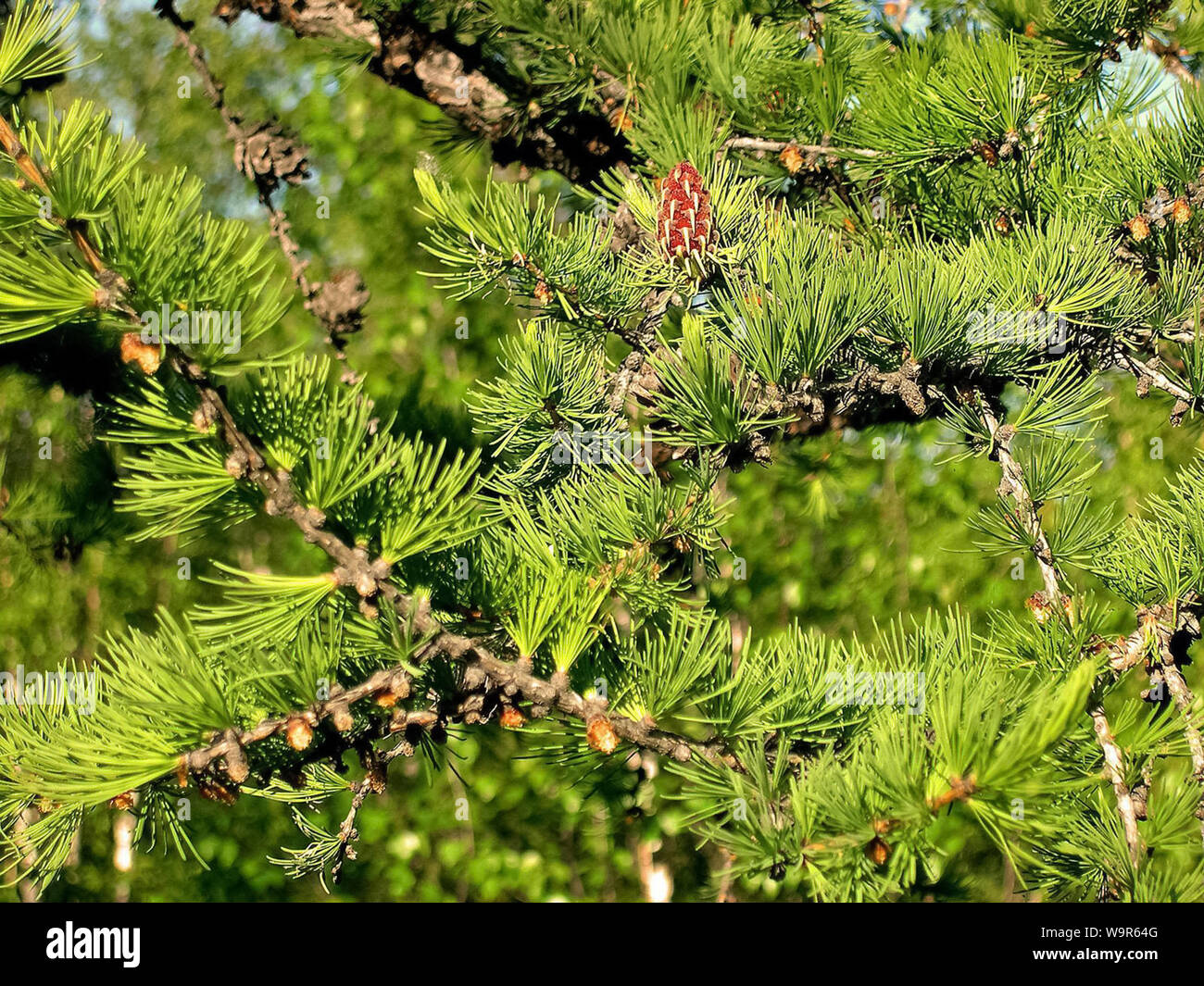 Branches of coniferous tree with cones. Cones on a branch Stock Photo ...
