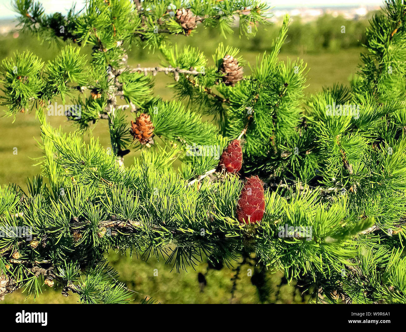 Branches of coniferous tree with cones. Cones on a branch Stock Photo ...
