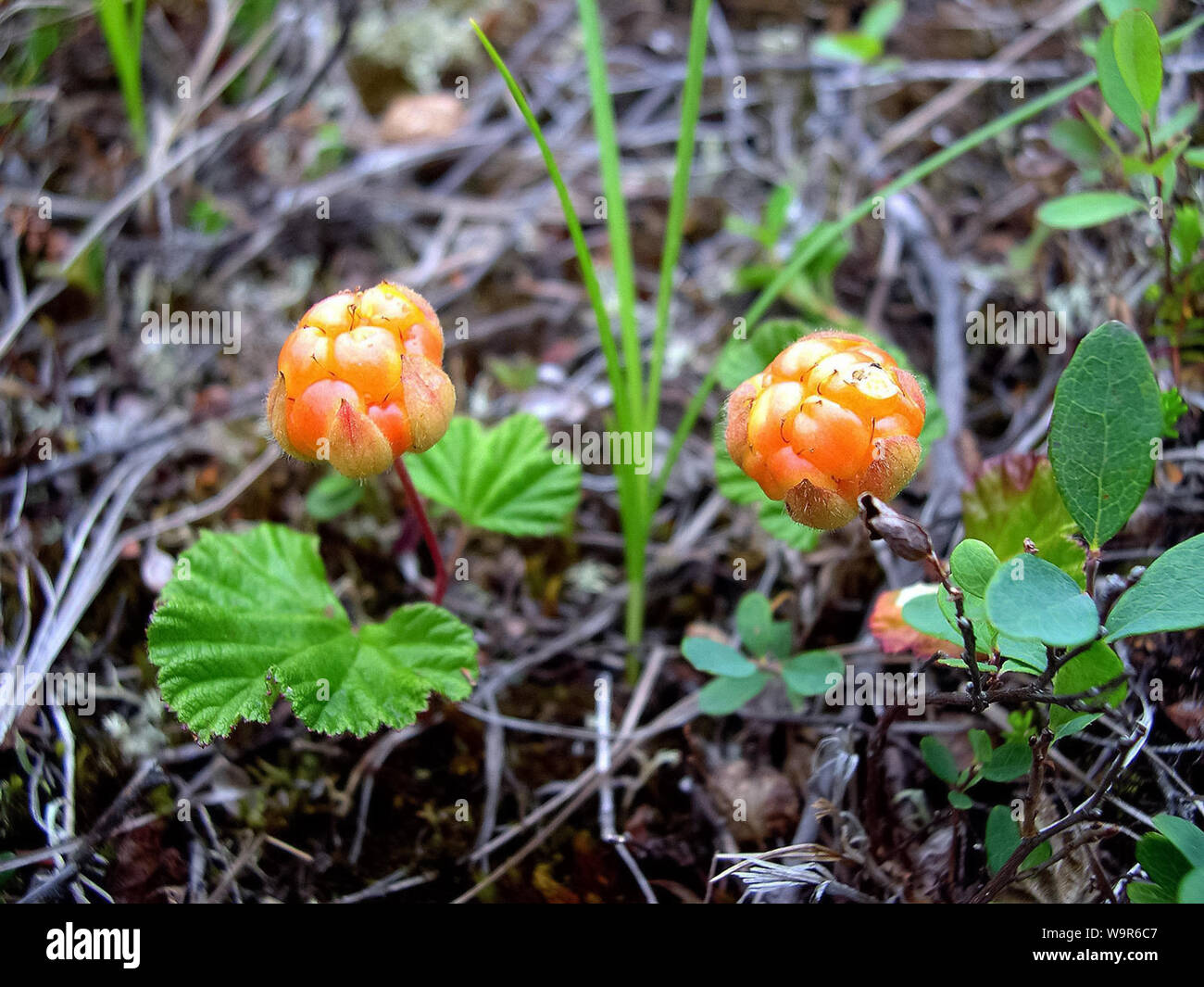 Moroshka hi-res stock photography and images - Alamy