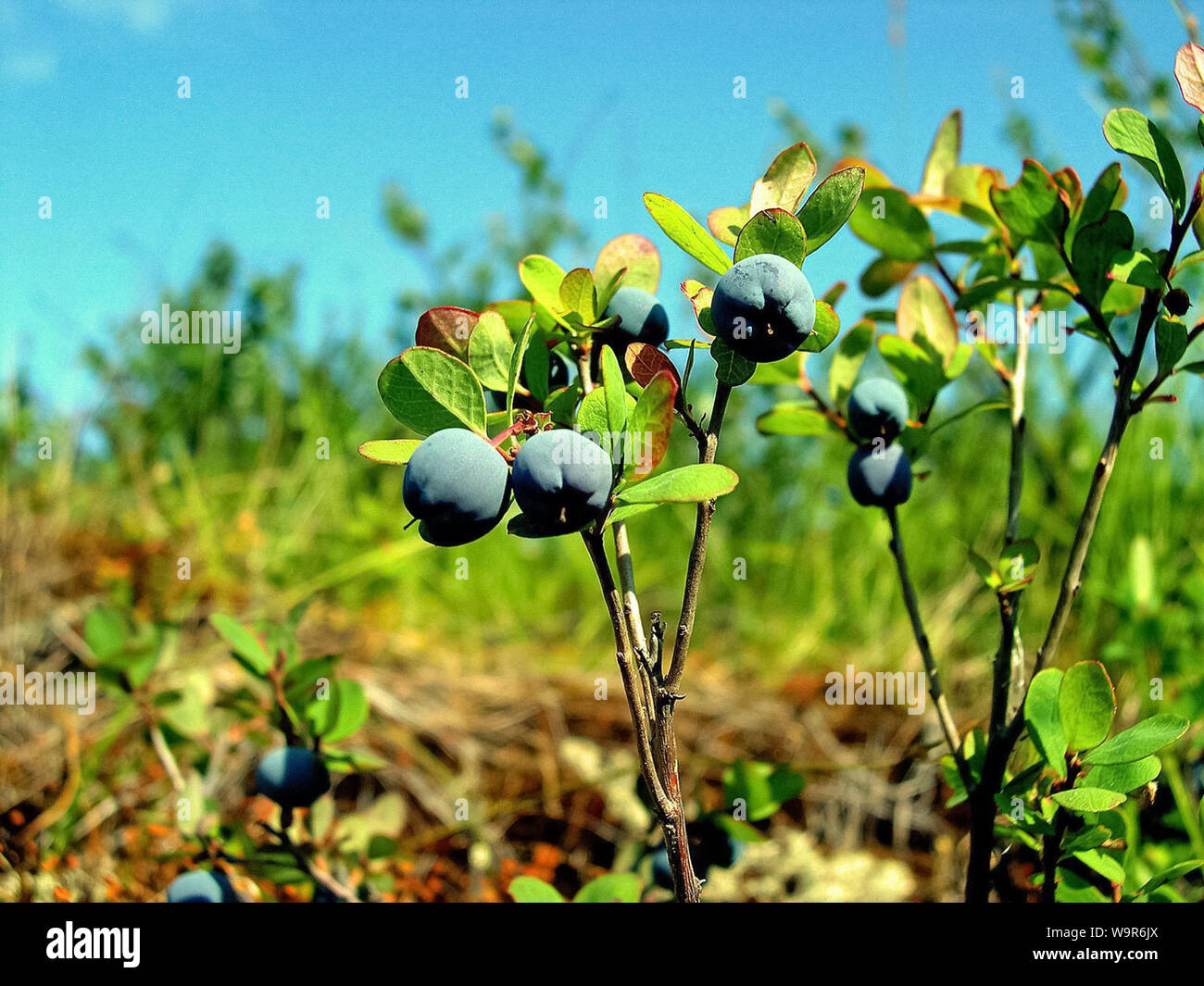 Blue berries of blueberries on the bushes. Berries in the tundra Stock ...