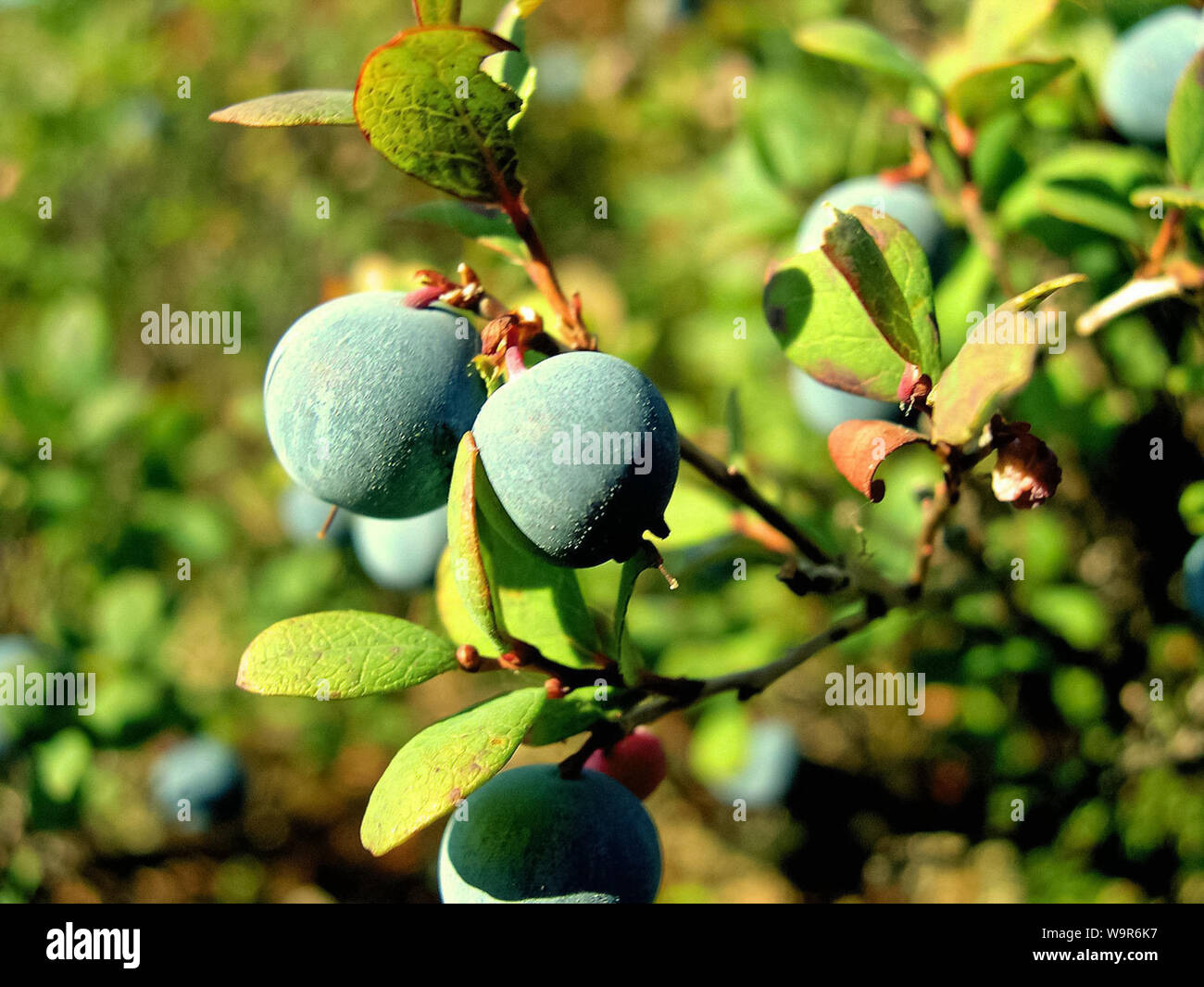 Blue berries of blueberries on the bushes. Berries in the tundra Stock ...