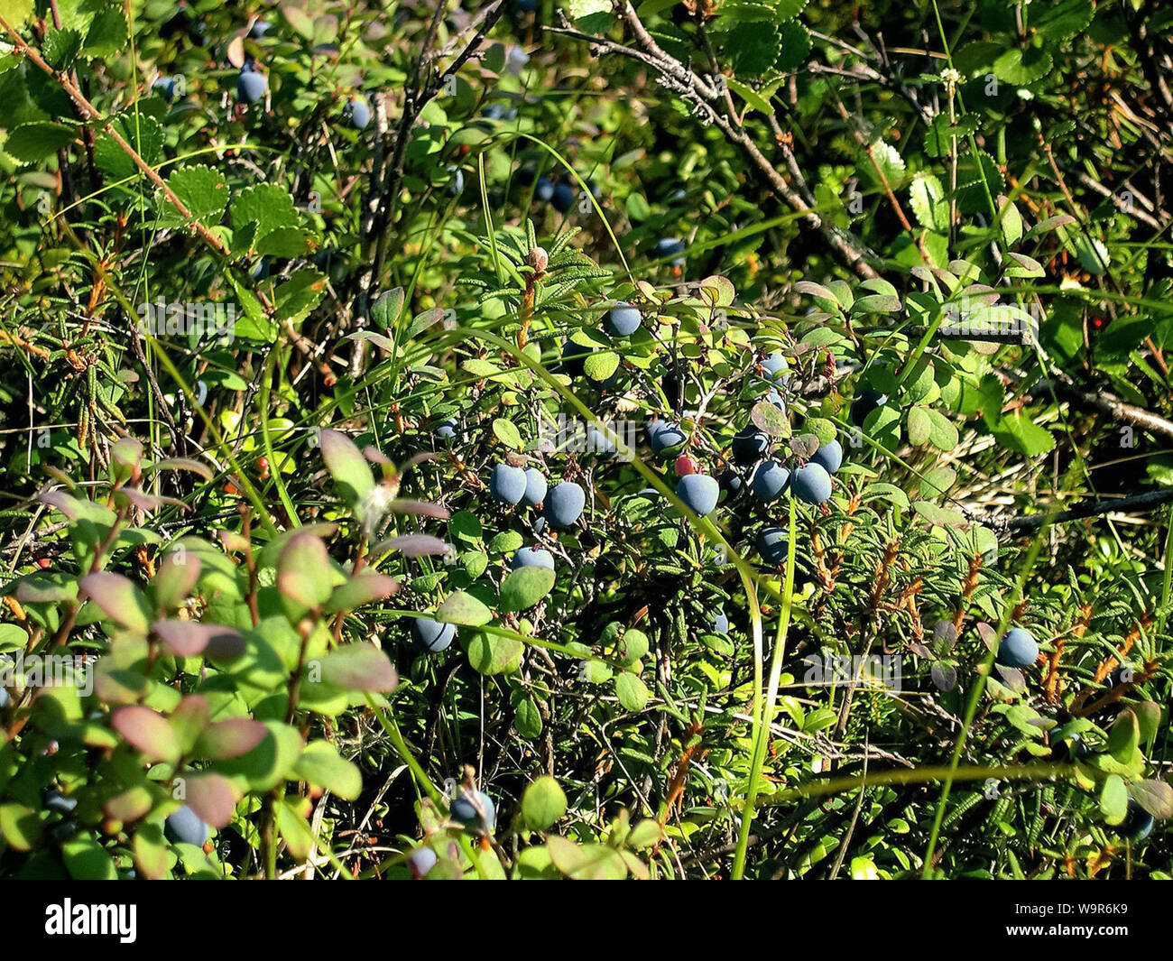Blue berries of blueberries on the bushes. Berries in the tundra Stock ...