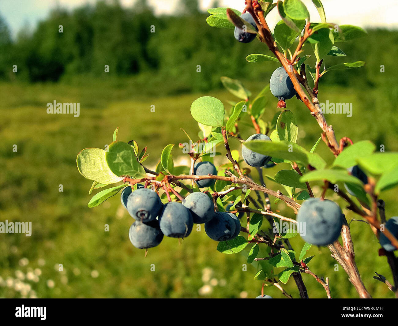 Blue berries of blueberries on the bushes. Berries in the tundra Stock ...