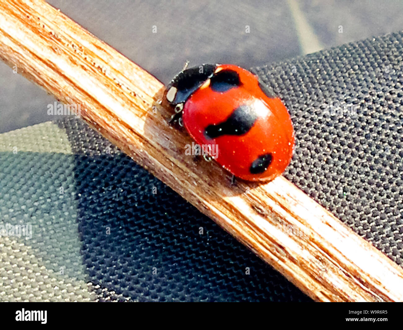 Little five points hi-res stock photography and images - Alamy