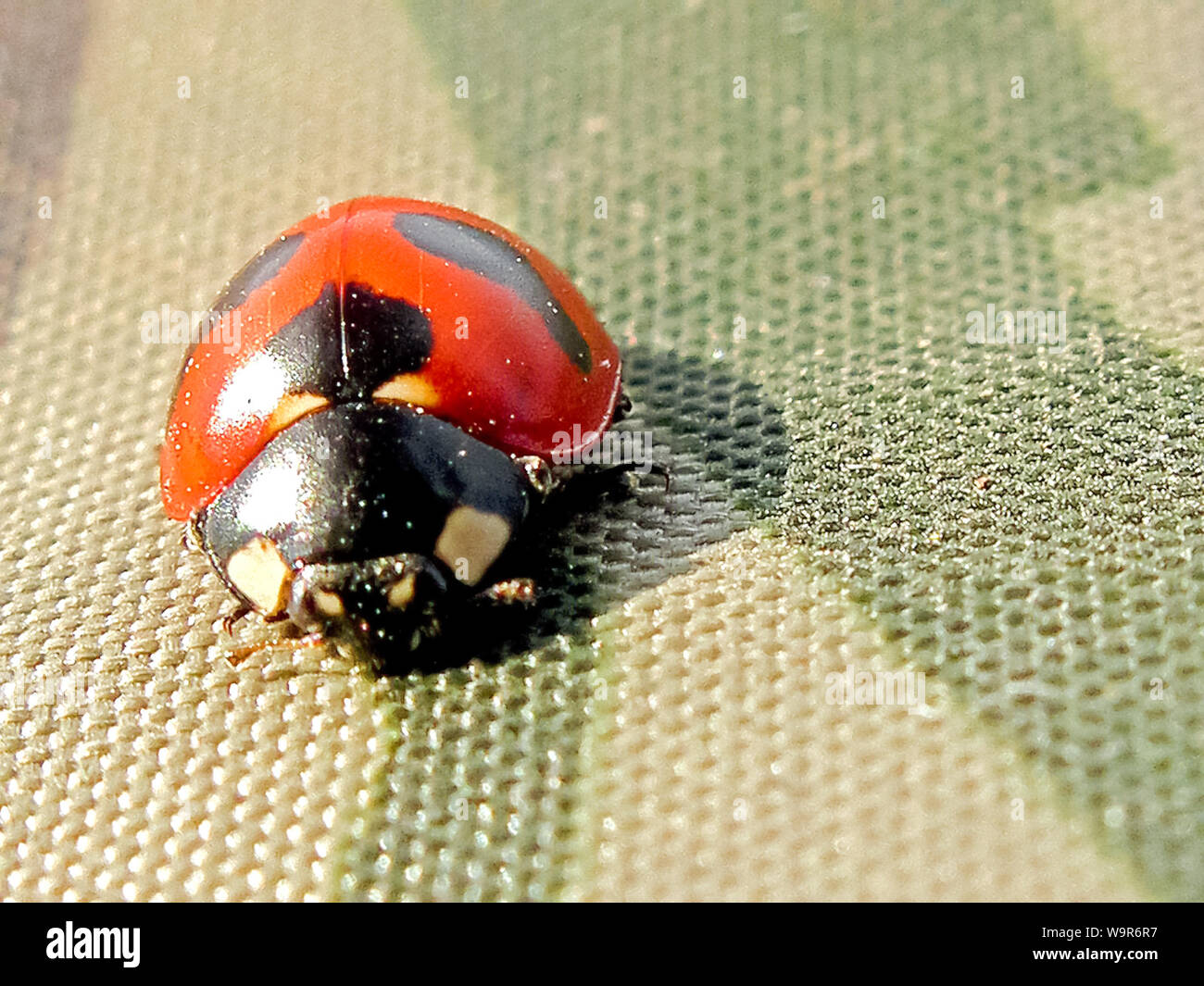 five-point ladybug. Useful insect. Fighter of aphids Stock Photo - Alamy