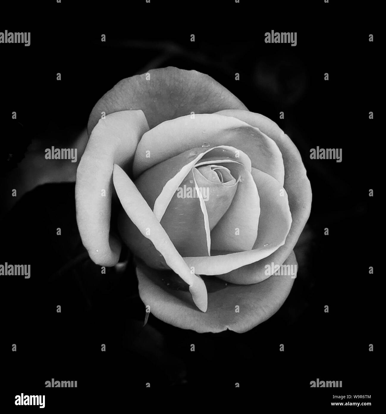 black and white rose Stock Photo - Alamy