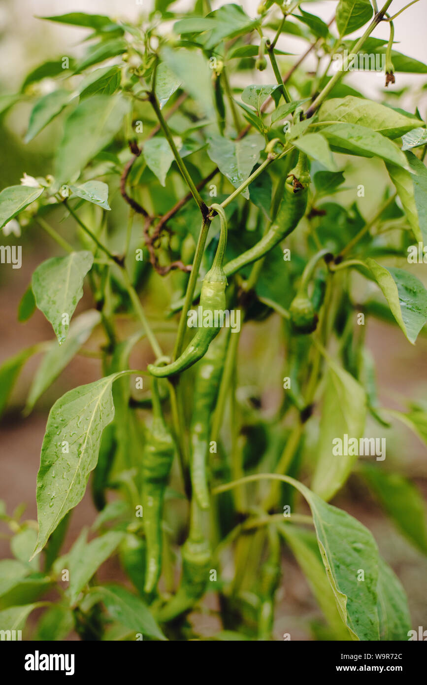 Chilli farming hi-res stock photography and images - Alamy