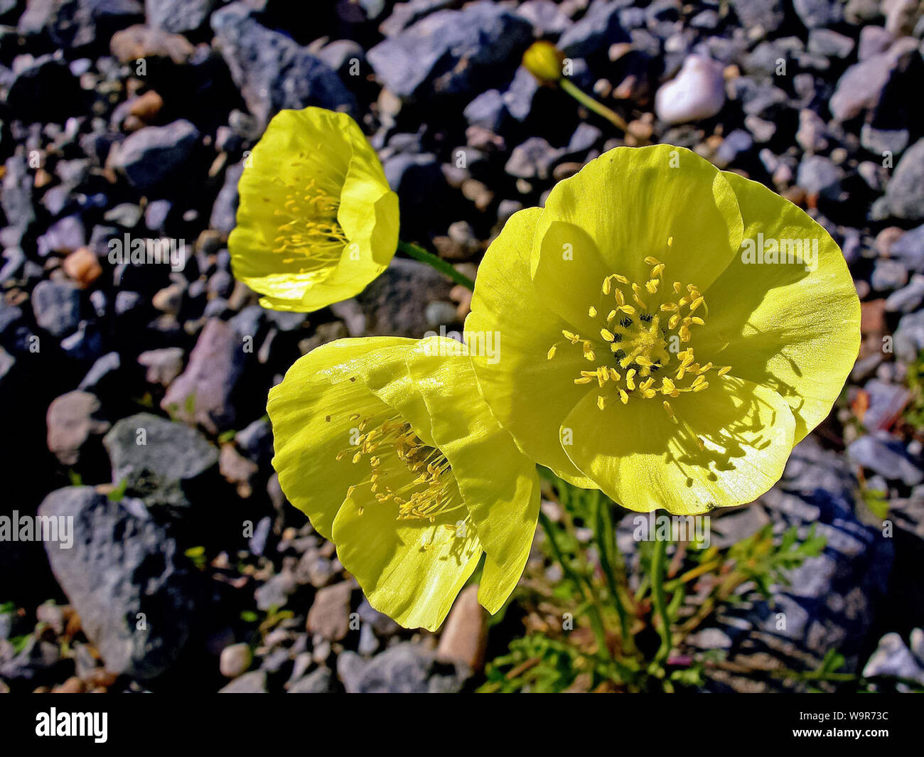 Yellow Tundra Flower Information