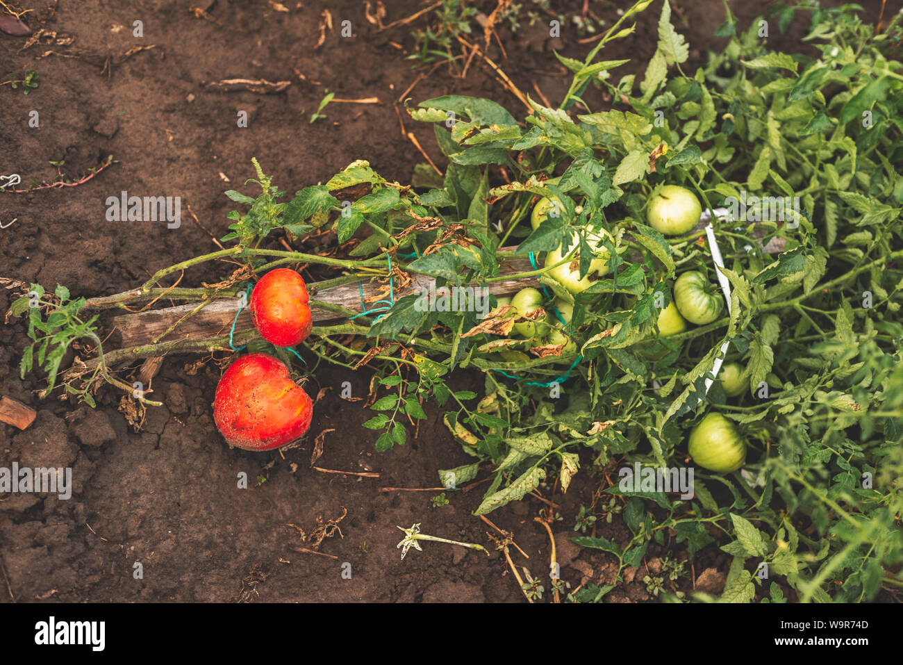 Home-grown fresh tomatoes fallen on dirt because of a strong wind Stock ...