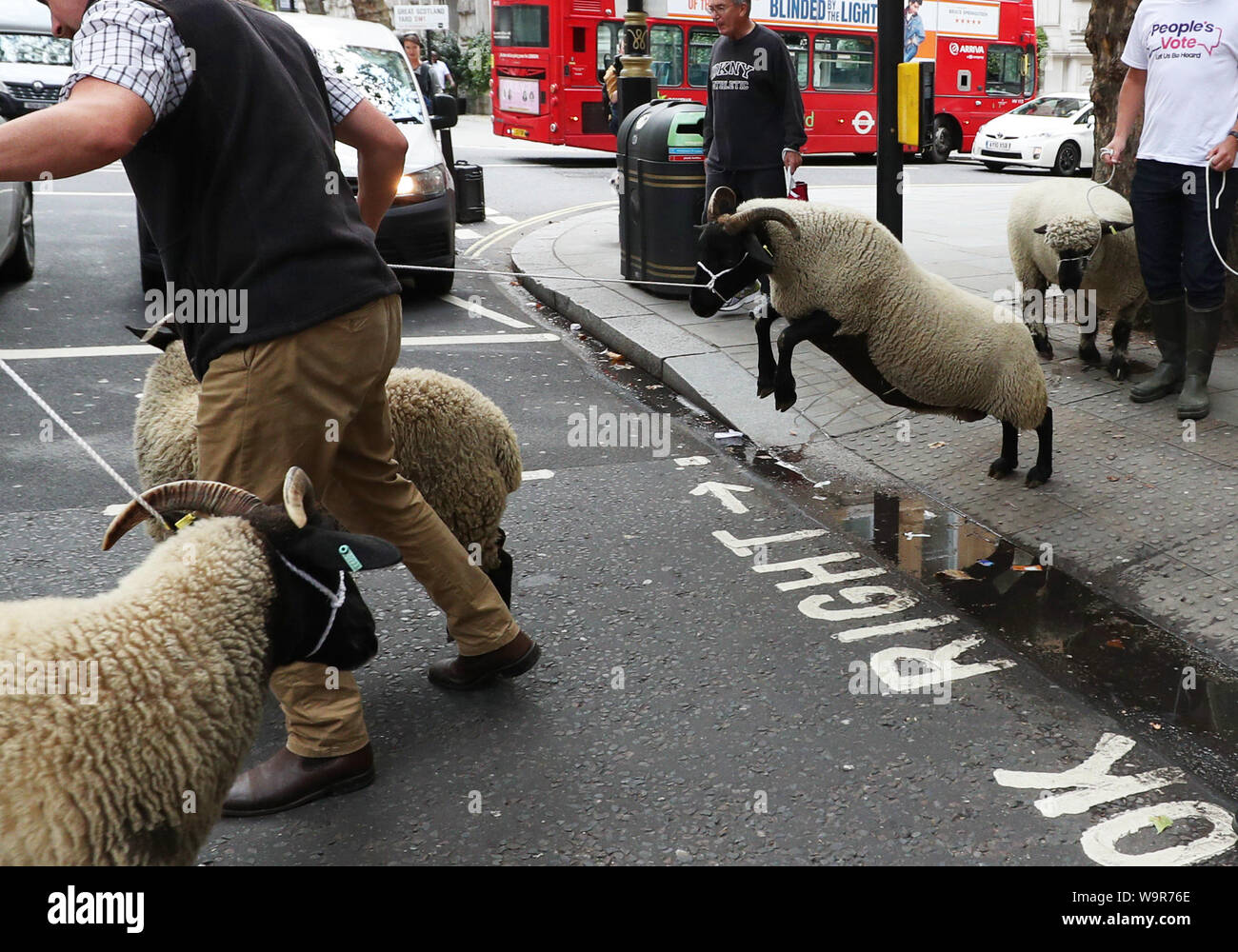 Herded past government buildings hi-res stock photography and images ...