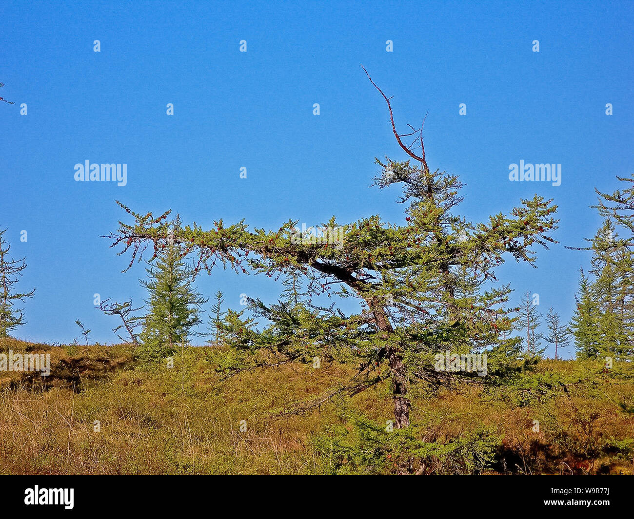 Forest tundra landscape in the summer. Taiga of Siberia. Yamal Stock ...