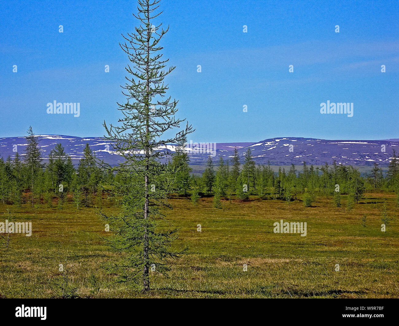 Forest tundra landscape in the summer. Taiga of Siberia. Yamal Stock ...