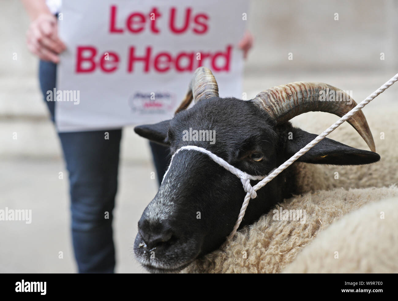 A sheep is herded past government buildings in Whitehall, London, by ...