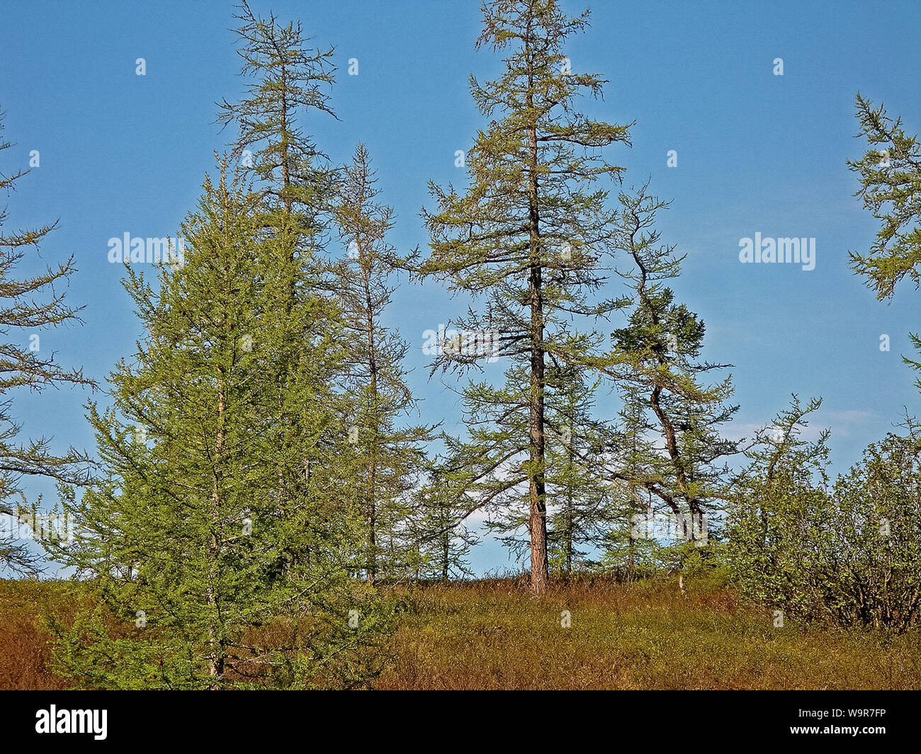 Forest tundra landscape in the summer. Taiga of Siberia. Yamal Stock ...