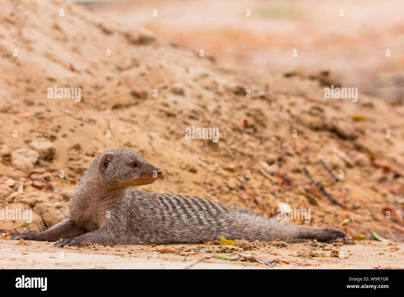 Banded mongooses hi-res stock photography and images - Alamy