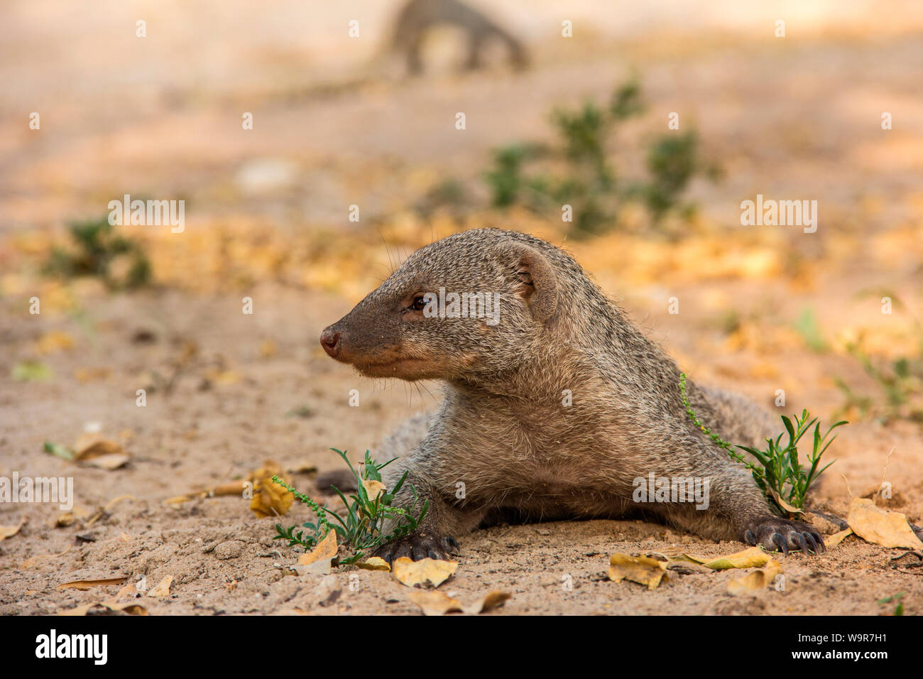 Banded mongooses hi-res stock photography and images - Alamy