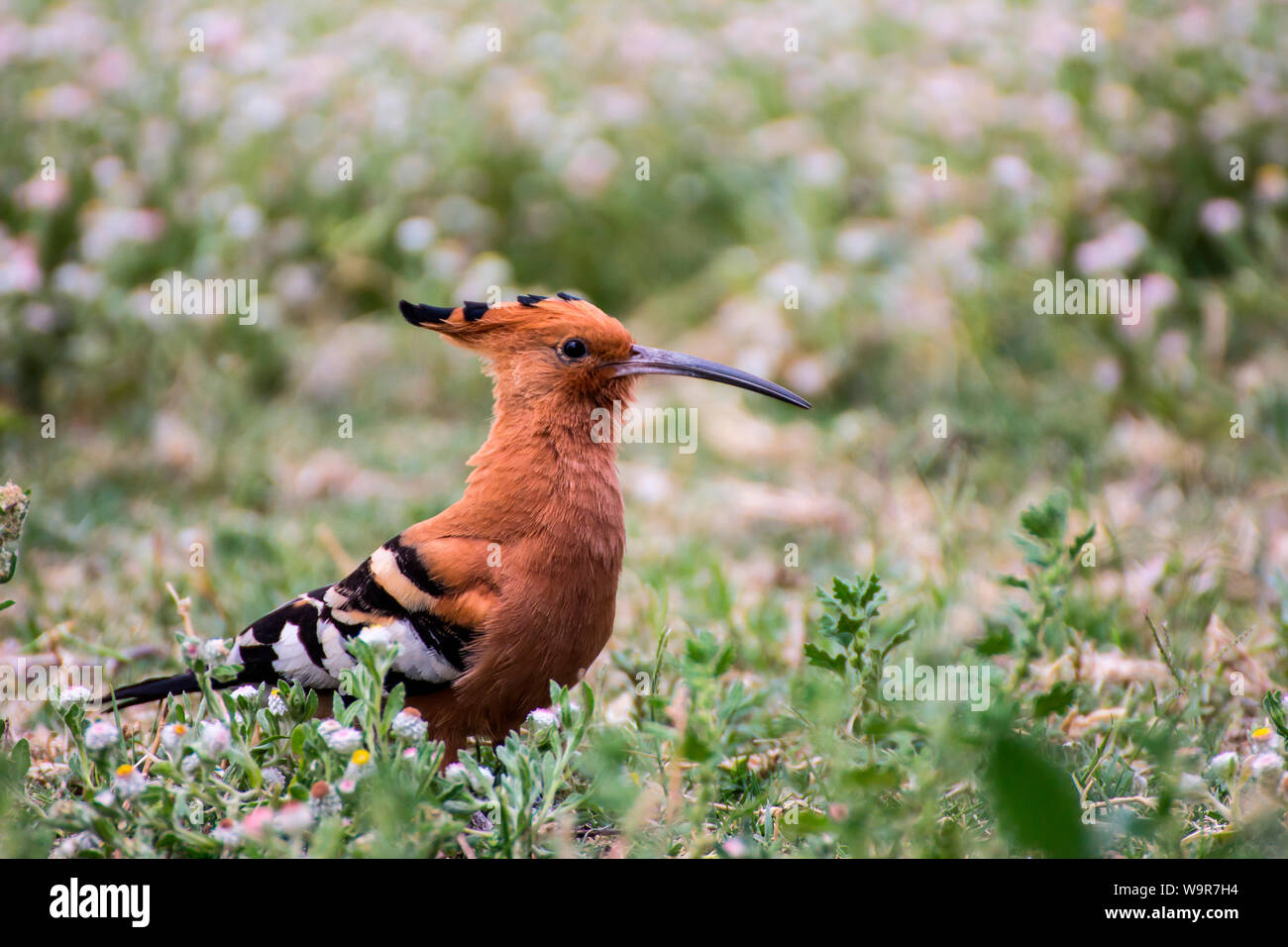 African hoopoes upupa epops africana hi-res stock photography and ...