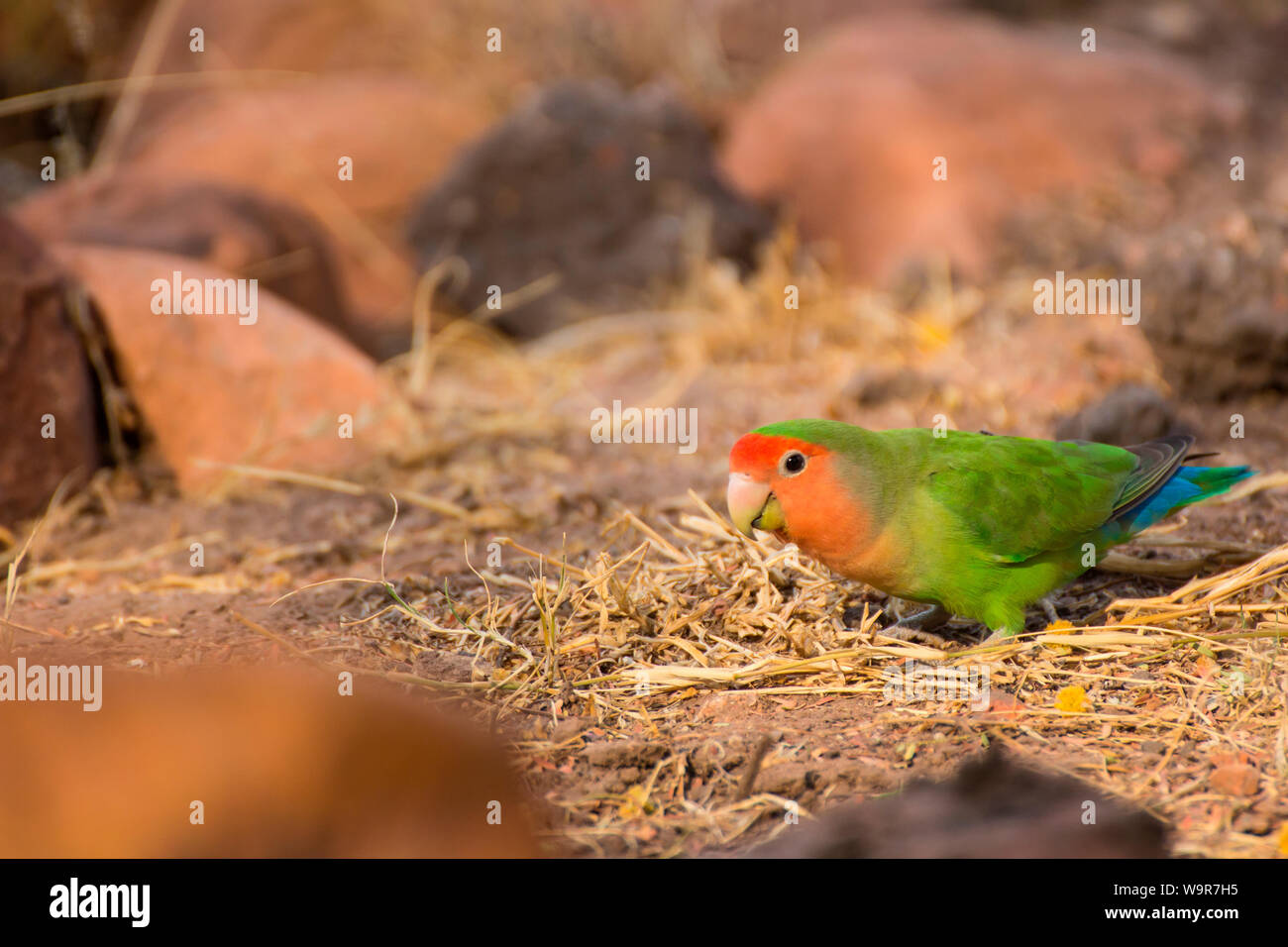 Agapornis roseicollis hi-res stock photography and images - Alamy