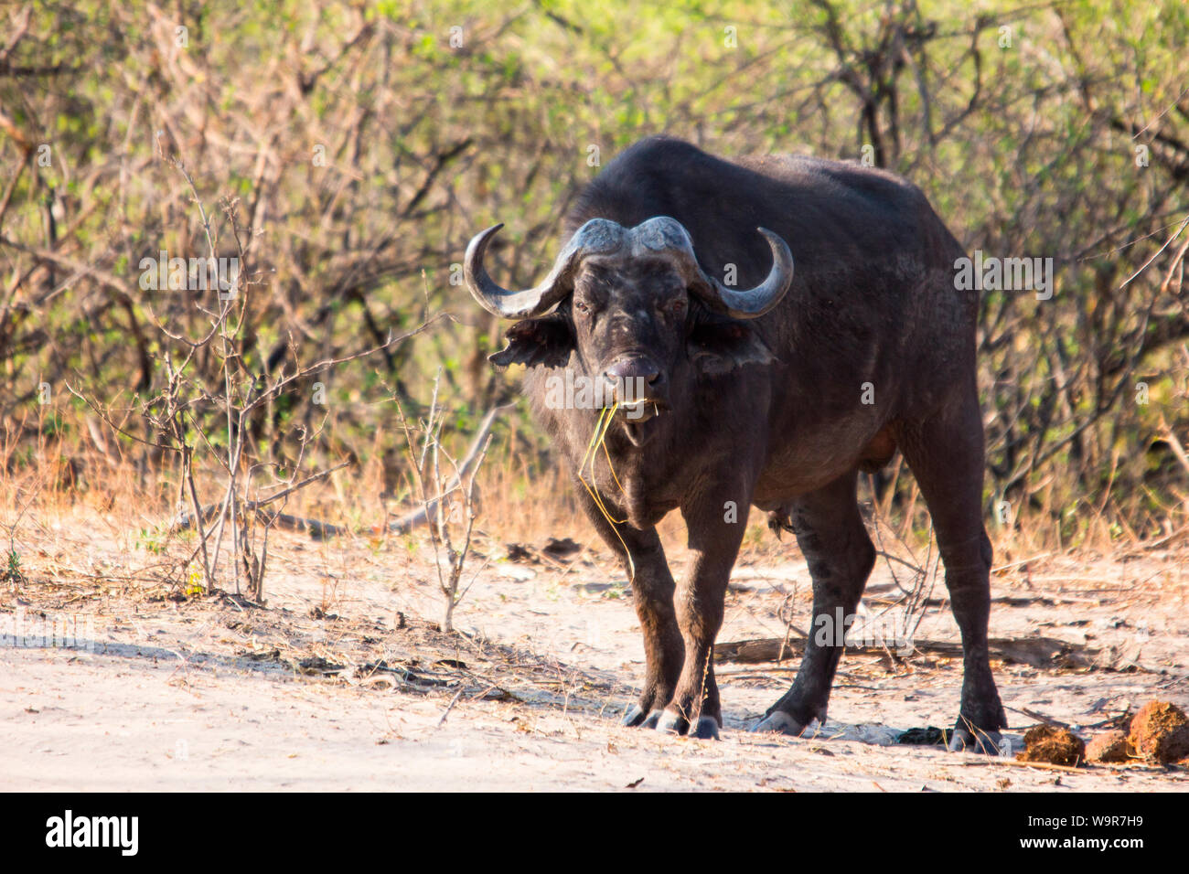 Mahango Game Reserve High Resolution Stock Photography and Images - Alamy