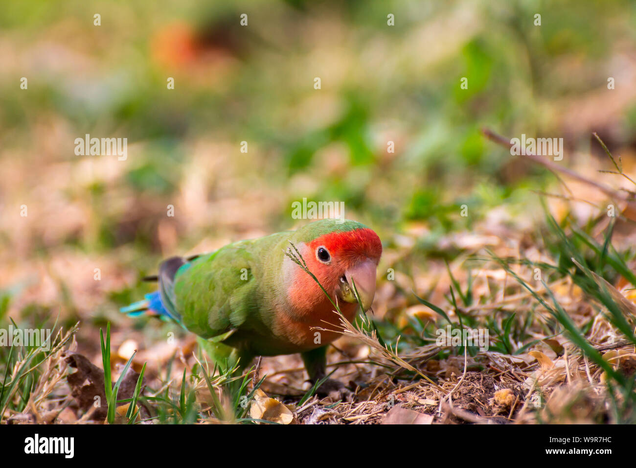 Rosy faced lovebird agapornis roseicollis bird hi-res stock photography ...