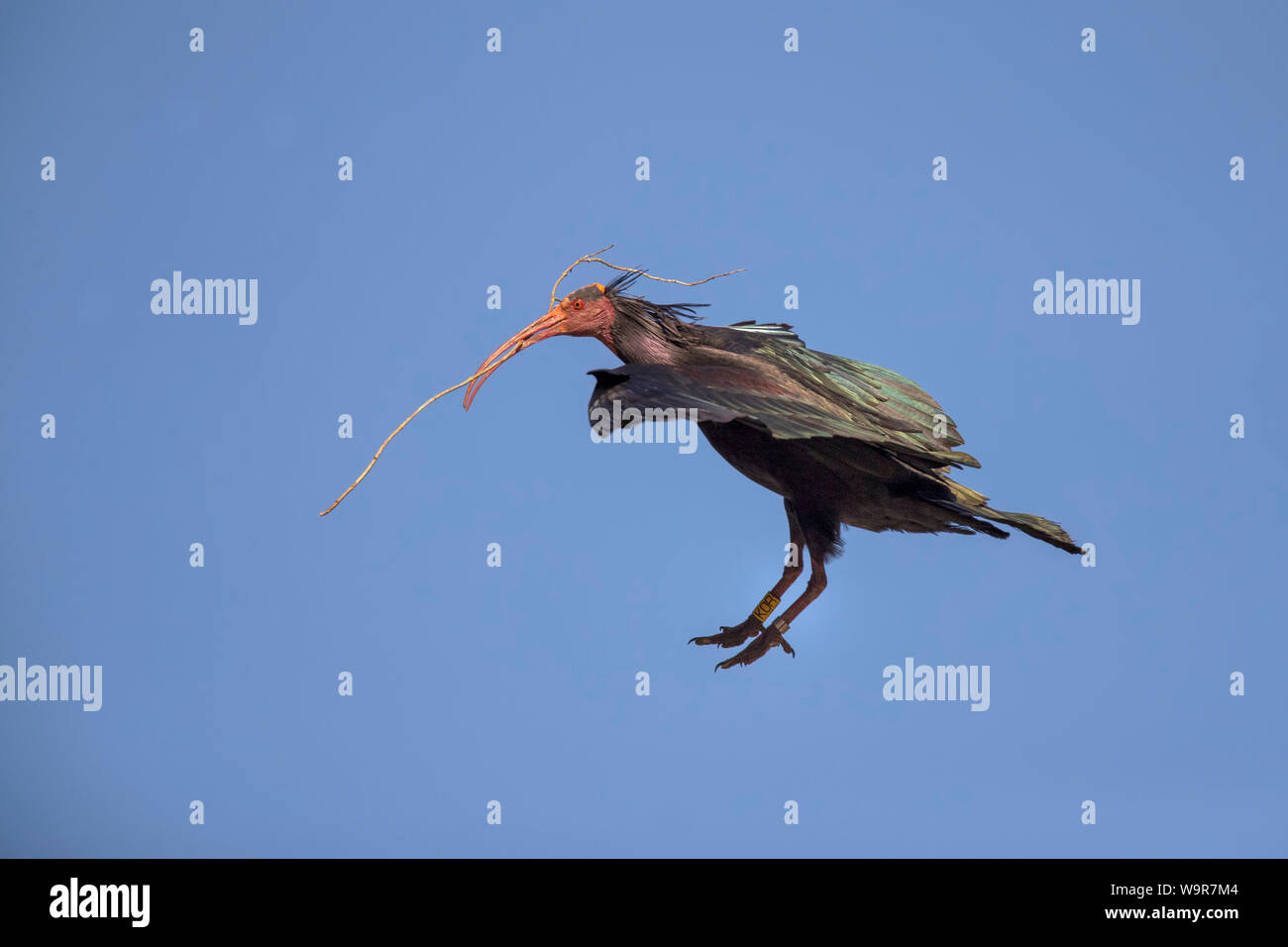 Bald ibis flying hi-res stock photography and images - Alamy