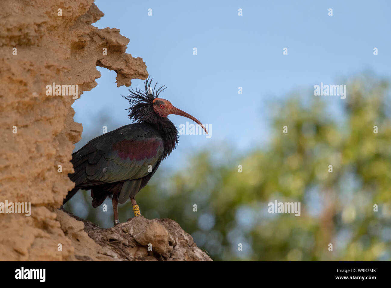 Species of ibis hi-res stock photography and images - Alamy