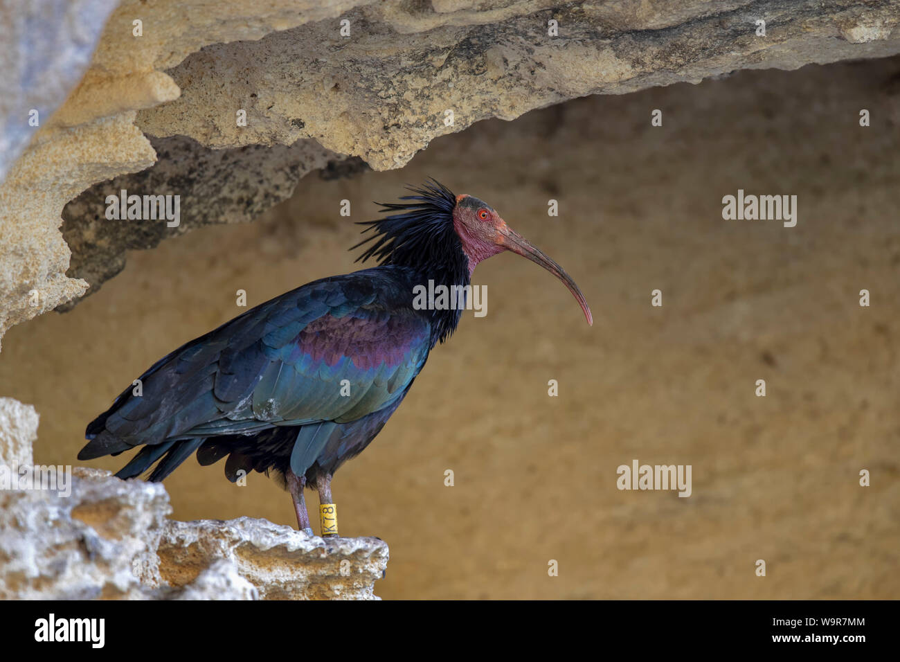 Northern bald ibis spain hi-res stock photography and images - Alamy