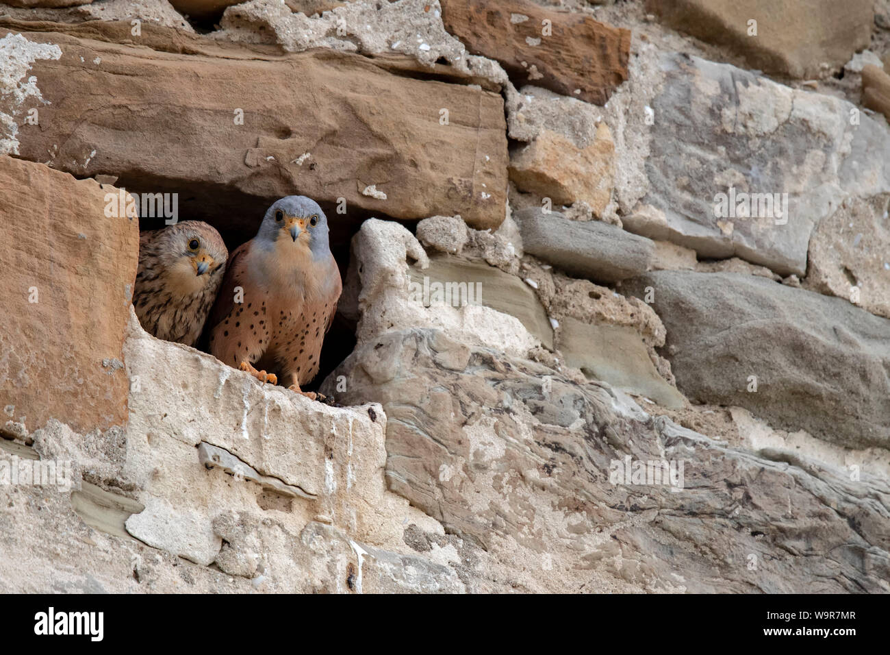 Lesser Kestrel, Andalusia, Spain, (Falco naumanni Stock Photo - Alamy