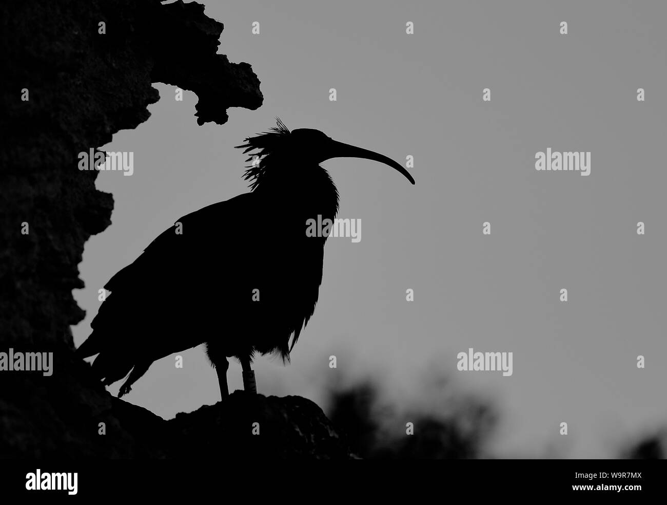 Ibises Black and White Stock Photos & Images - Alamy