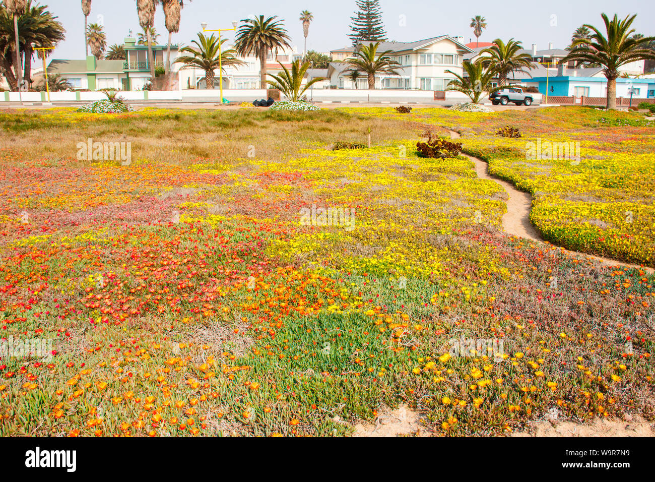 Sukkulenten, Park, Swakopmund, Namibia, Afrika Stock Photo - Alamy