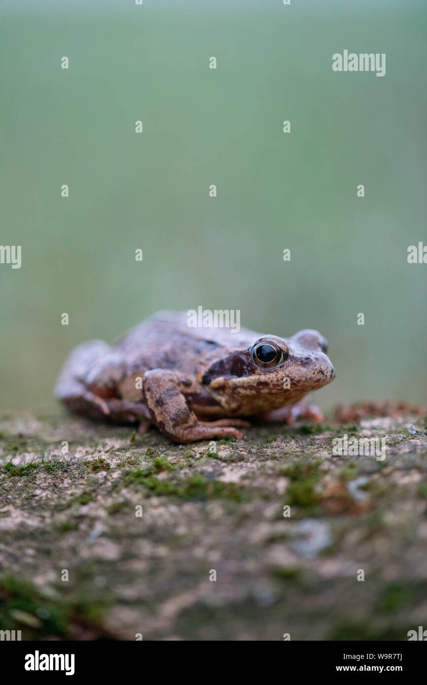 Female frogs hi-res stock photography and images - Alamy