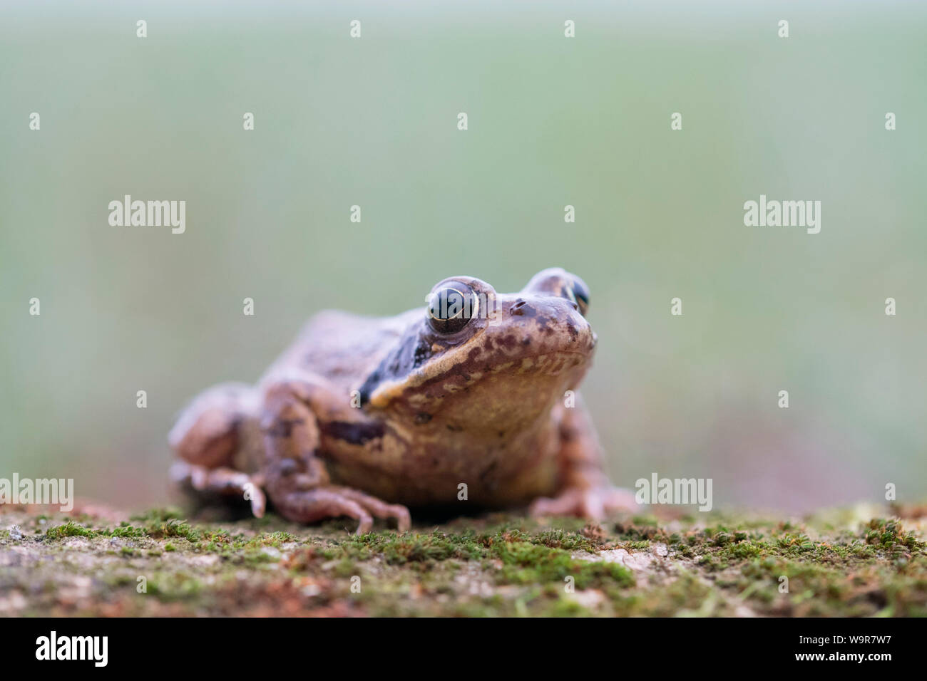 Common frog, female, North Rhine-Westphalia, Europe, (Rana temporaria ...