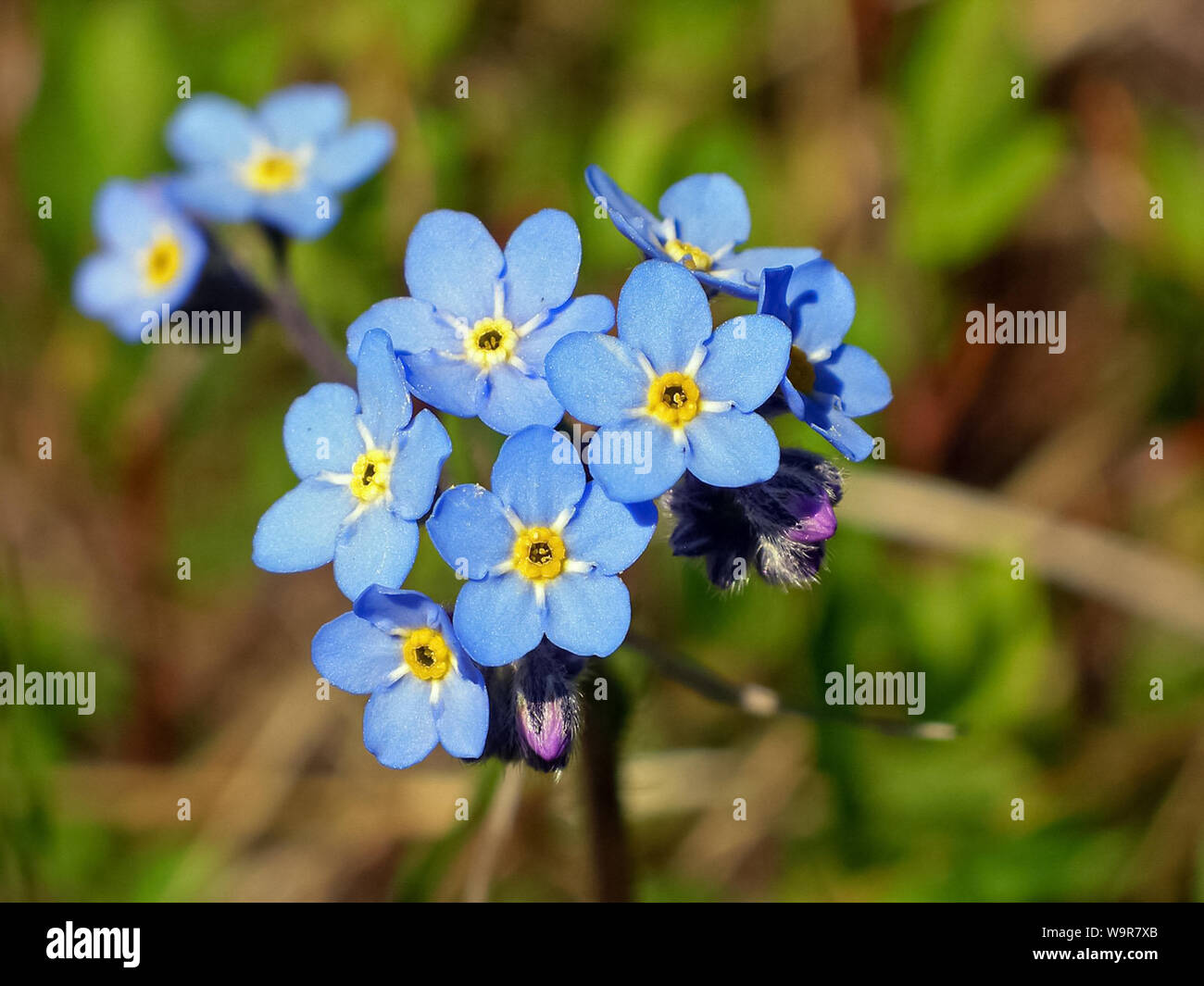 Tundra Flowers Names