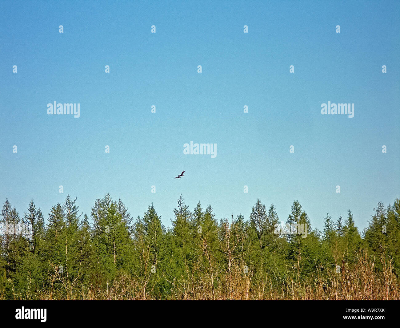 Forest tundra landscape in the summer. Taiga of Siberia. Yamal Stock ...