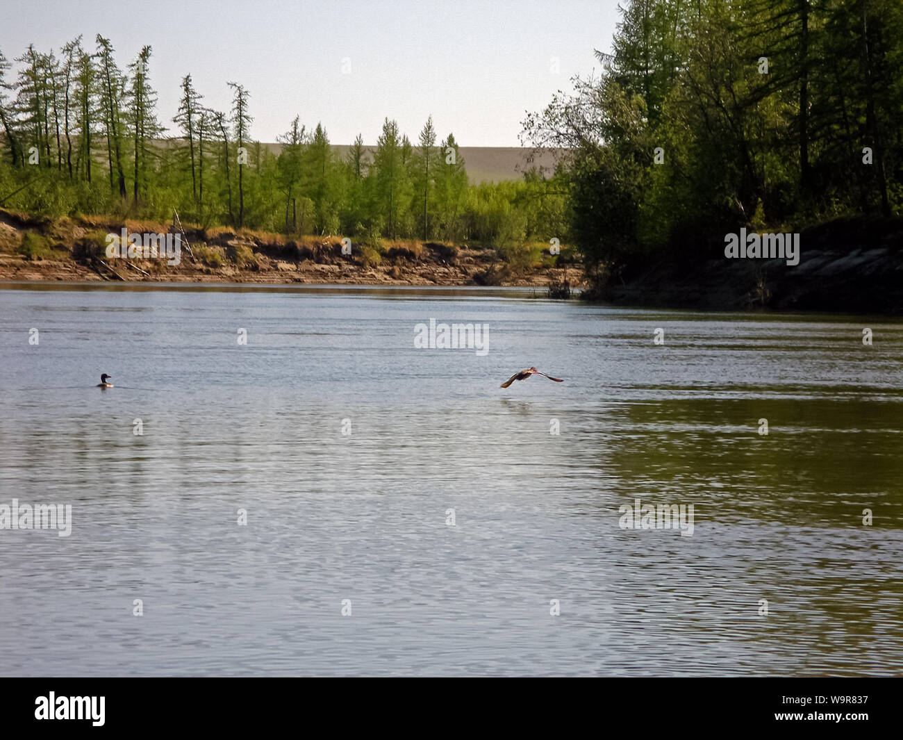 Gray spot billed duck hi-res stock photography and images - Alamy