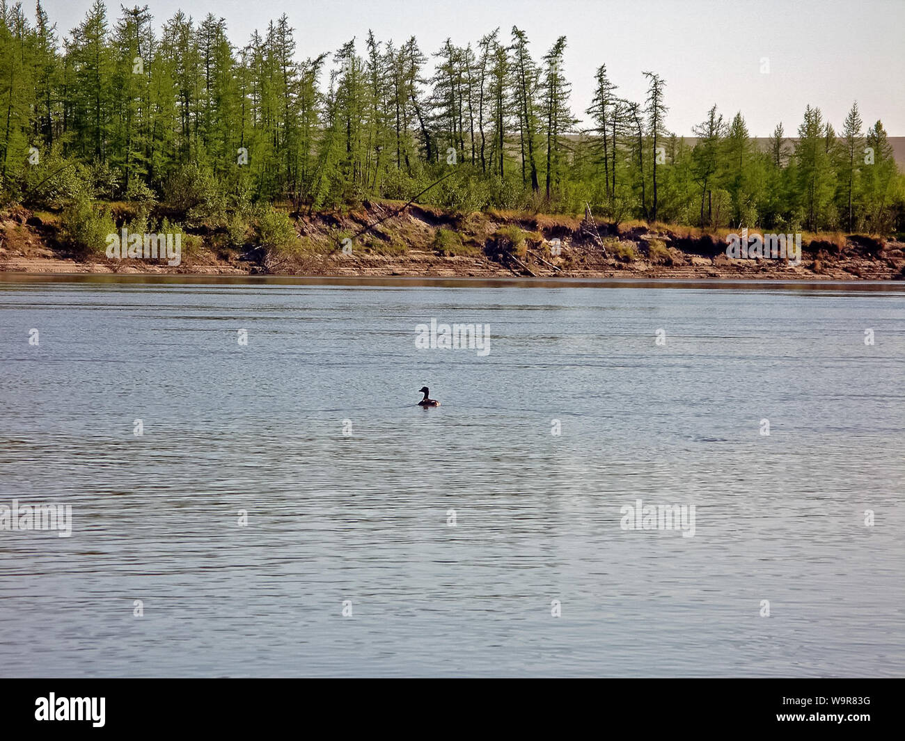 Indian spot bill ducks hi-res stock photography and images - Alamy