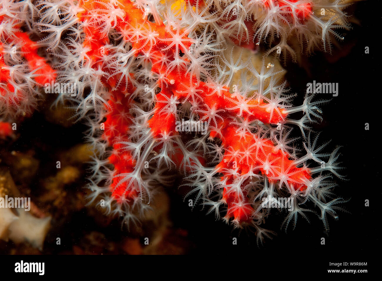 red coral, colonial animal, mediterranean, Europe, (Corallium rubrum ...