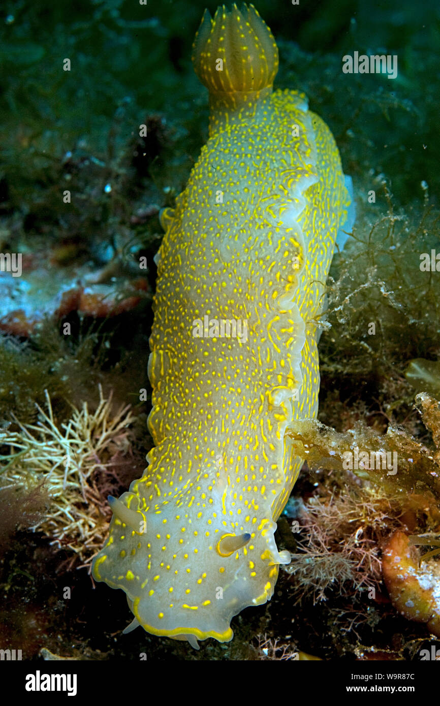 Yellow Sea Slug